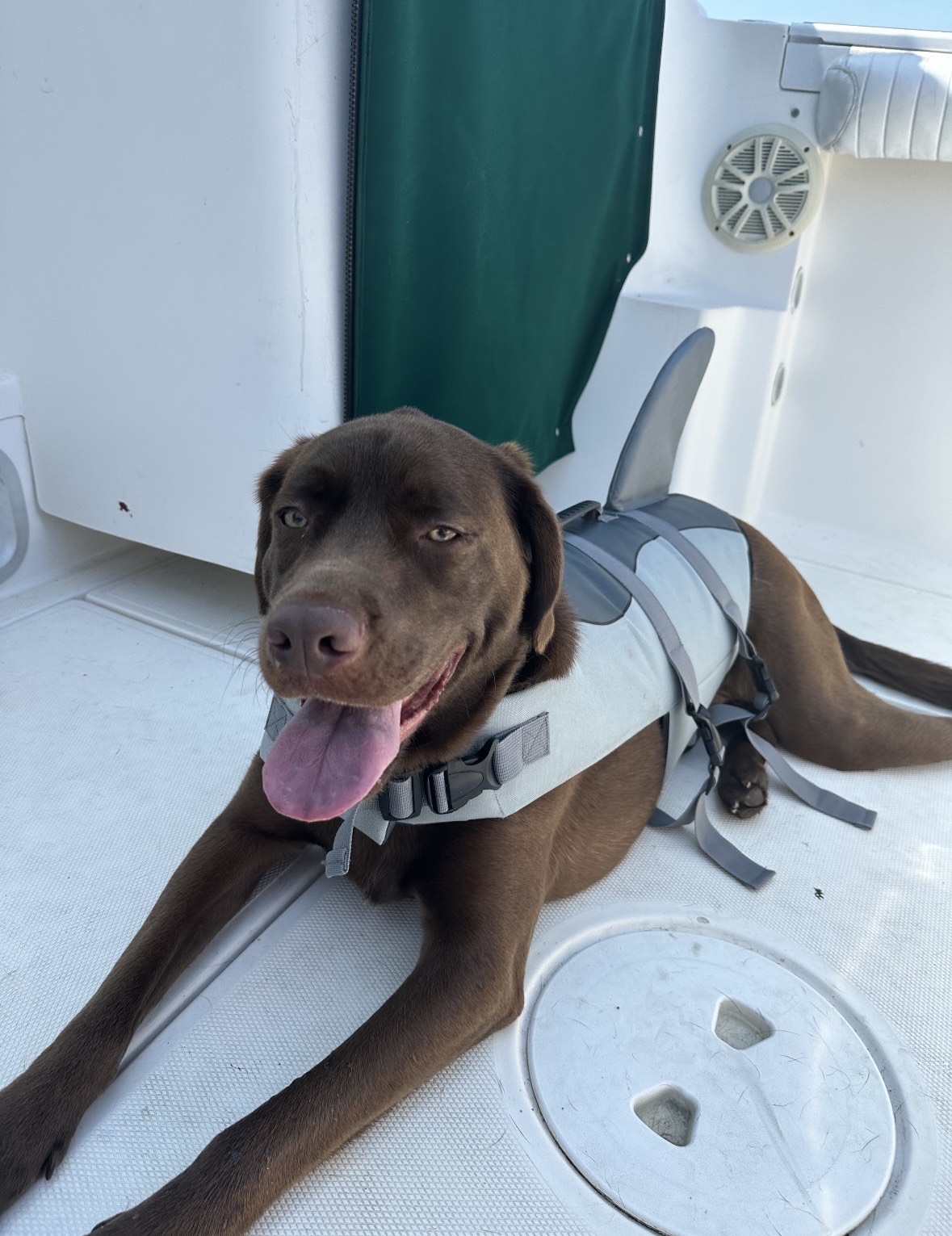 bella Ciluffo SUBMITs #boatdog Turner! SUBMIT YOUR BOAT DOG PHOTO ...