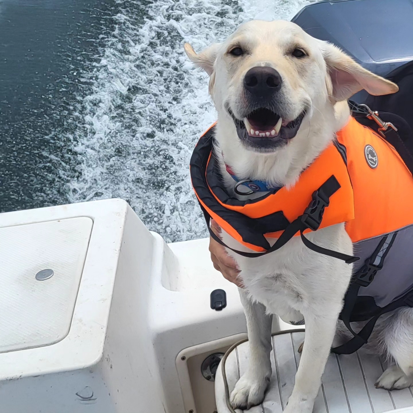 Mike and Rachael Grossi SUBMIT #BOATDOG “Grady Grossi” SUBMIT YOUR BOAT ...