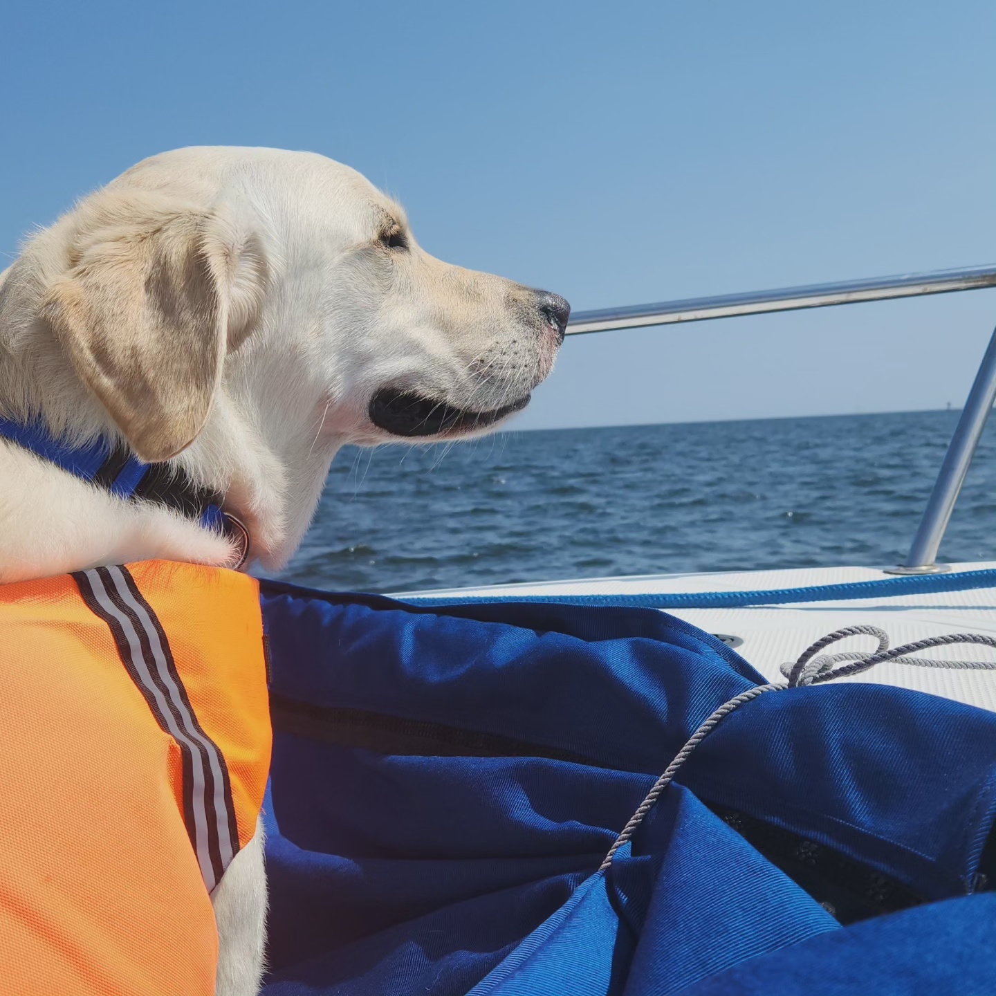 Mike and Rachael Grossi SUBMIT #BOATDOG “Grady Grossi” SUBMIT YOUR BOAT ...