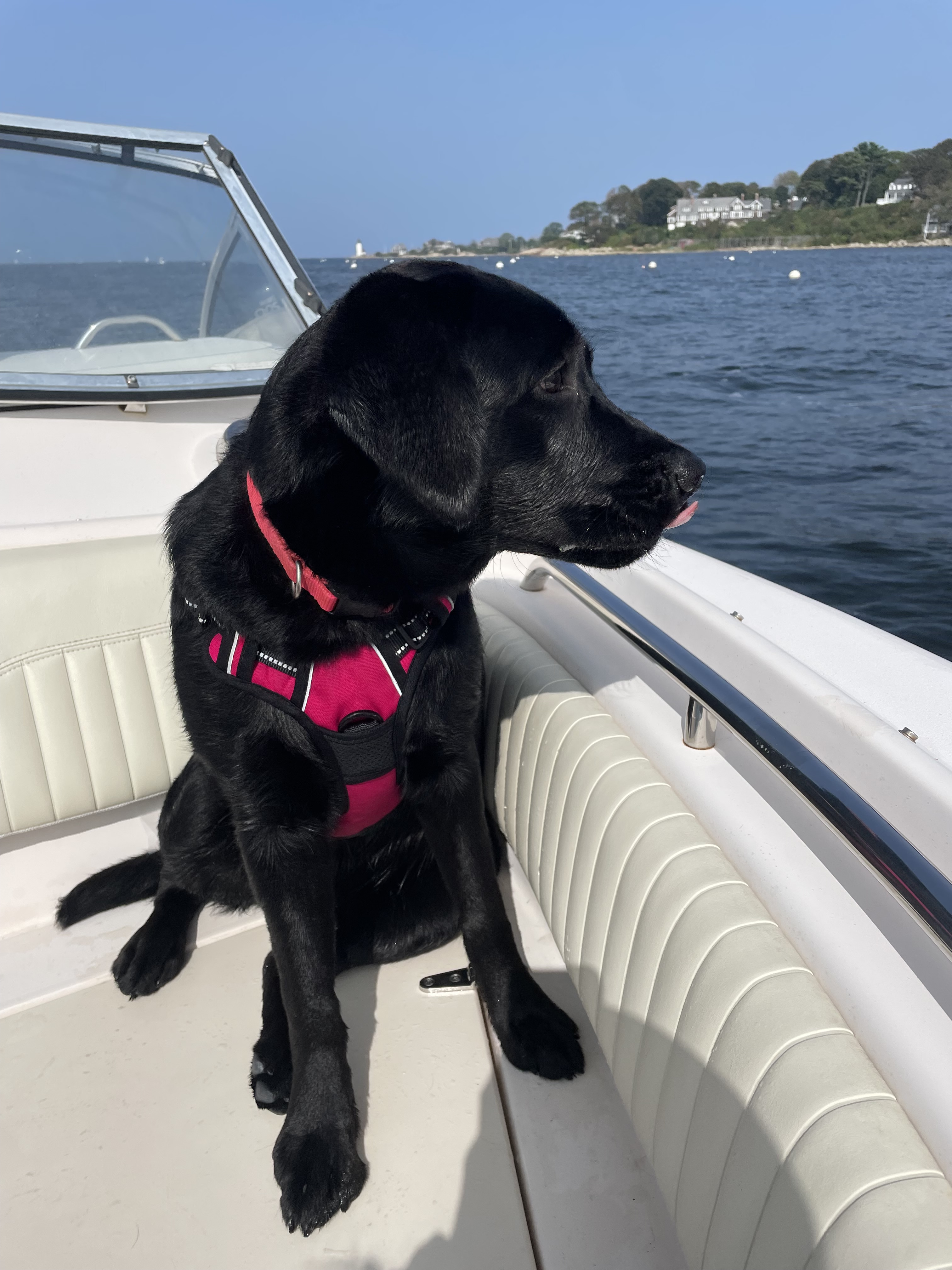 Bonnie Angus SUBMITs #BOATDOG “Rosalita Arabella” SUBMIT YOUR BOAT DOG ...