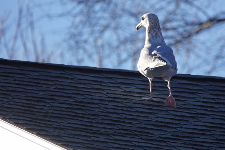 Bird Bevavior — pat morss – Good Morning Gloucester