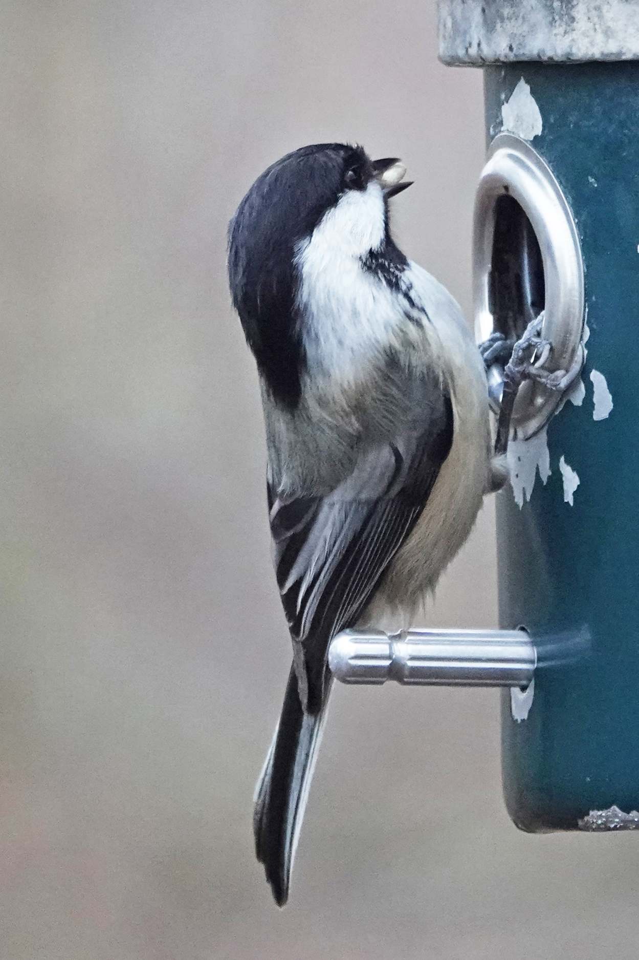 Bird Bevavior — pat morss – Good Morning Gloucester