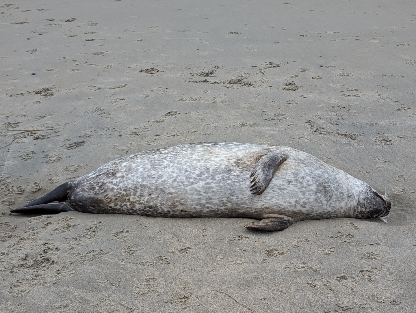 Dead seal on Long Beach was reported – Good Morning Gloucester