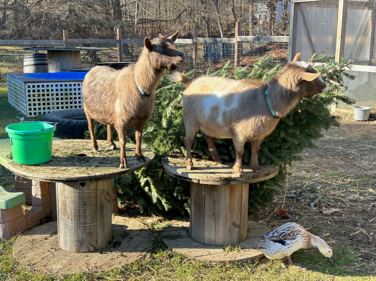 Goats! – Good Morning Gloucester