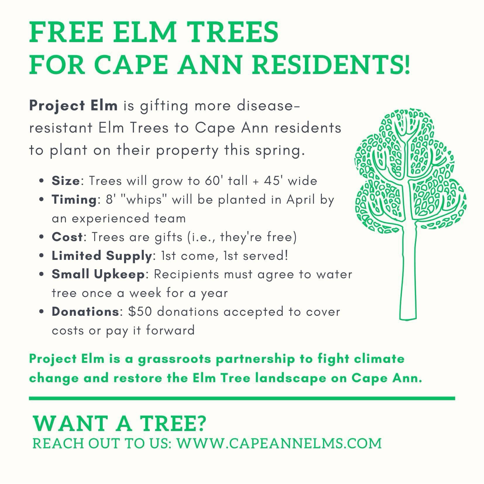 Free Trees For Cape Ann Residents – Good Morning Gloucester