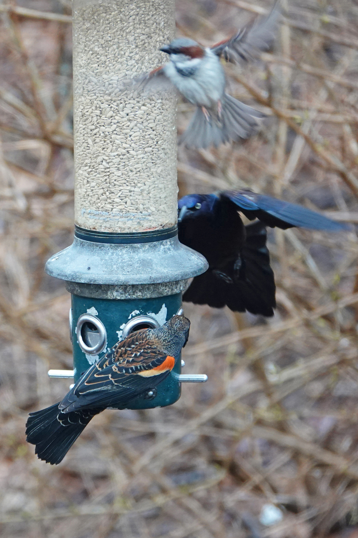 What’s that bird — pat morss – Good Morning Gloucester