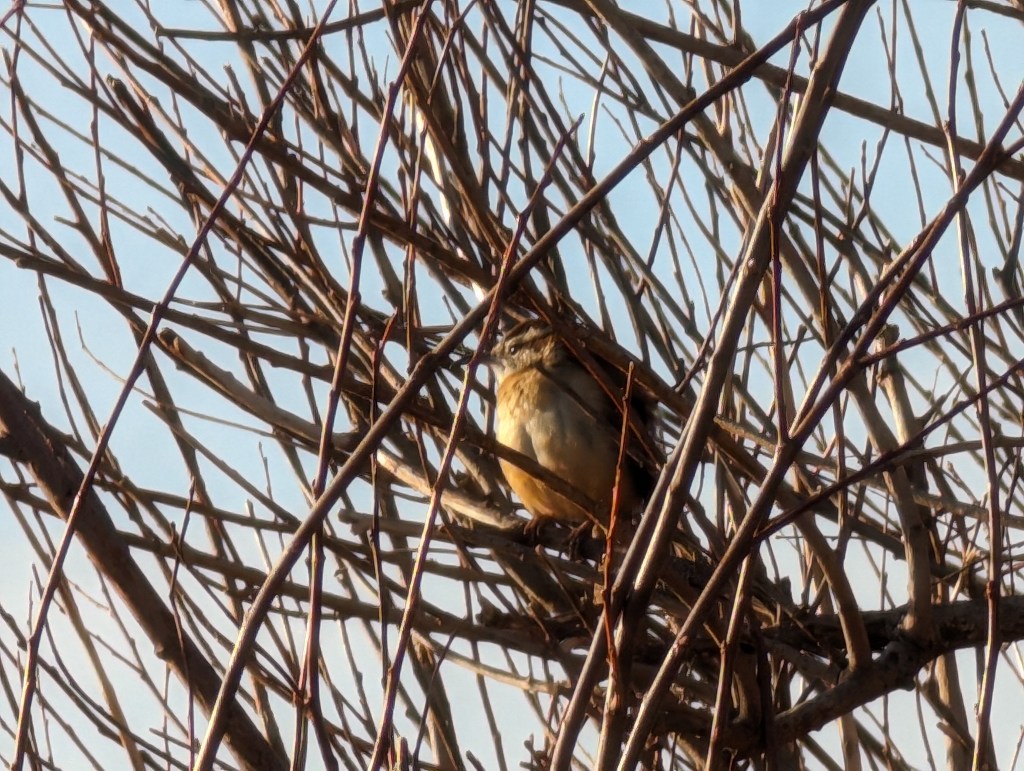 Stone, thicket and Joy. Early spring March in #GloucesterMA – Good ...