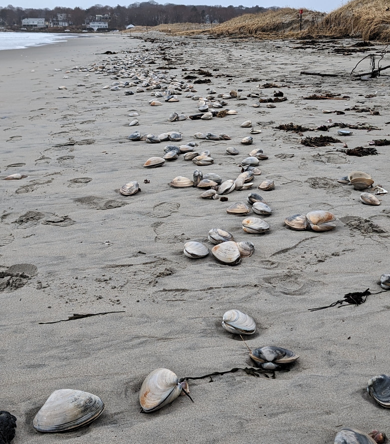 Unusual wrack line. Quahogs after the storm. Good Harbor Beach – Good ...