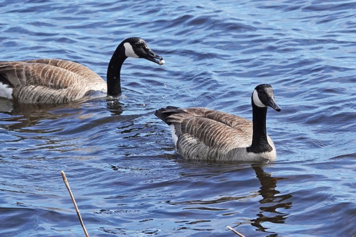 Back to the birds–pat morss – Good Morning Gloucester