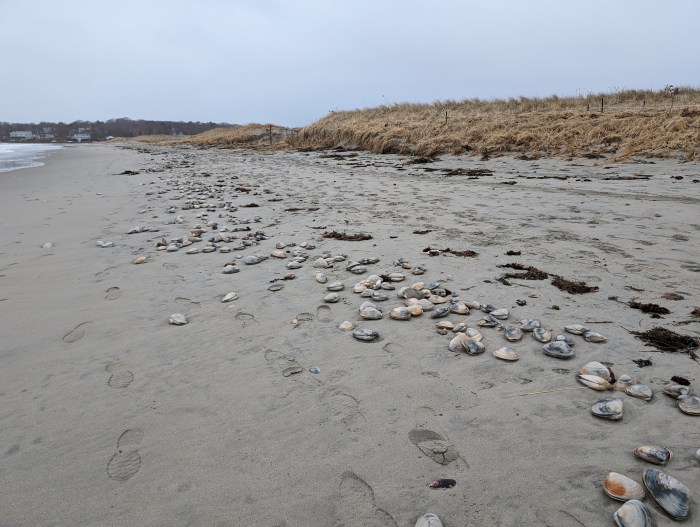 Unusual wrack line. Quahogs after the storm. Good Harbor Beach – Good ...