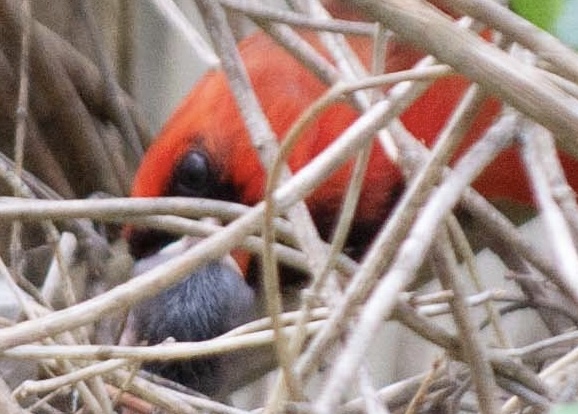 Male cardinal feeding baby in the nest. Nice dad – Good Morning Gloucester