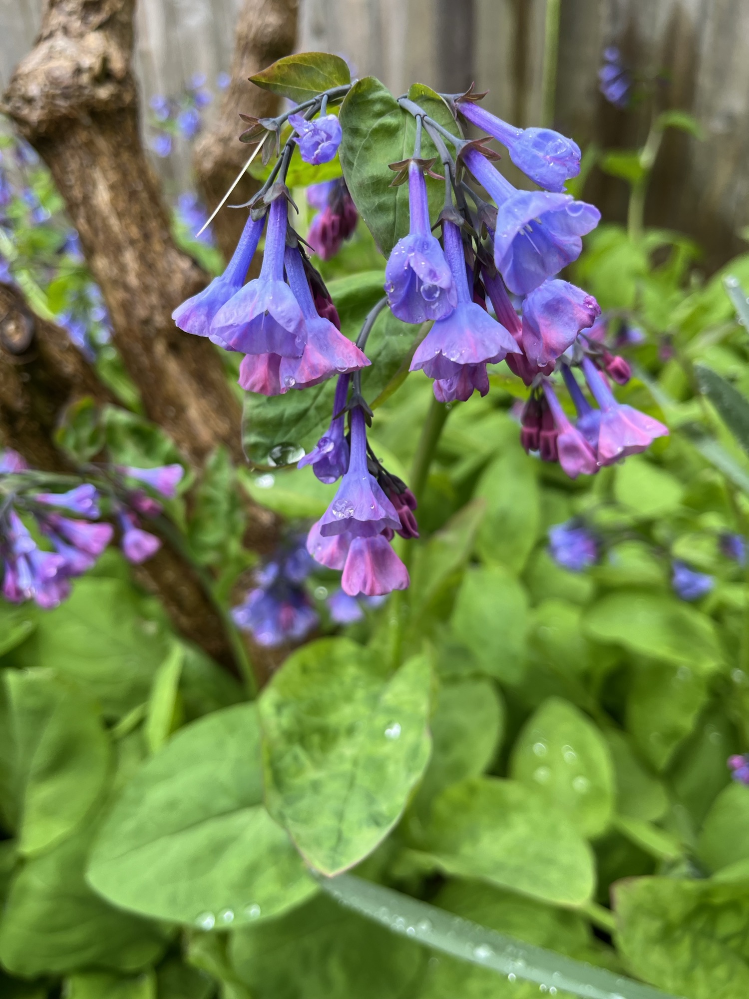 Virginia Bluebells – Good Morning Gloucester