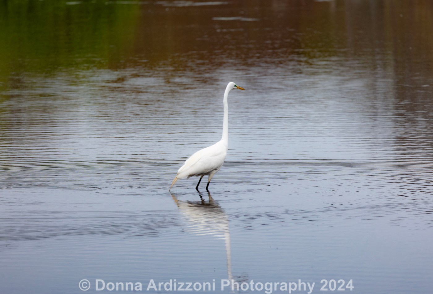Activity at Clark Pond – Good Morning Gloucester