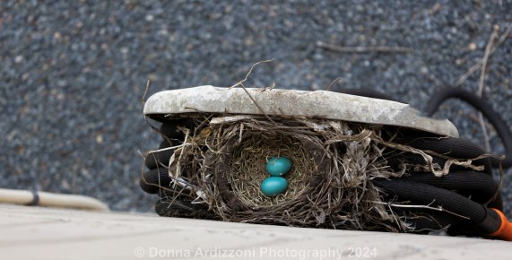 Robins’ blue eggs – Good Morning Gloucester