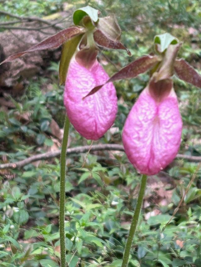 Pink Lady’s Slipper At Ravenswood – Good Morning Gloucester