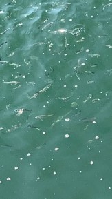 There’s Gotta Be A Gazillion Baby Mackerel In The Harbor – Good Morning ...
