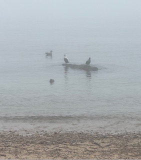 Bill Funk: Fogged In – Good Morning Gloucester