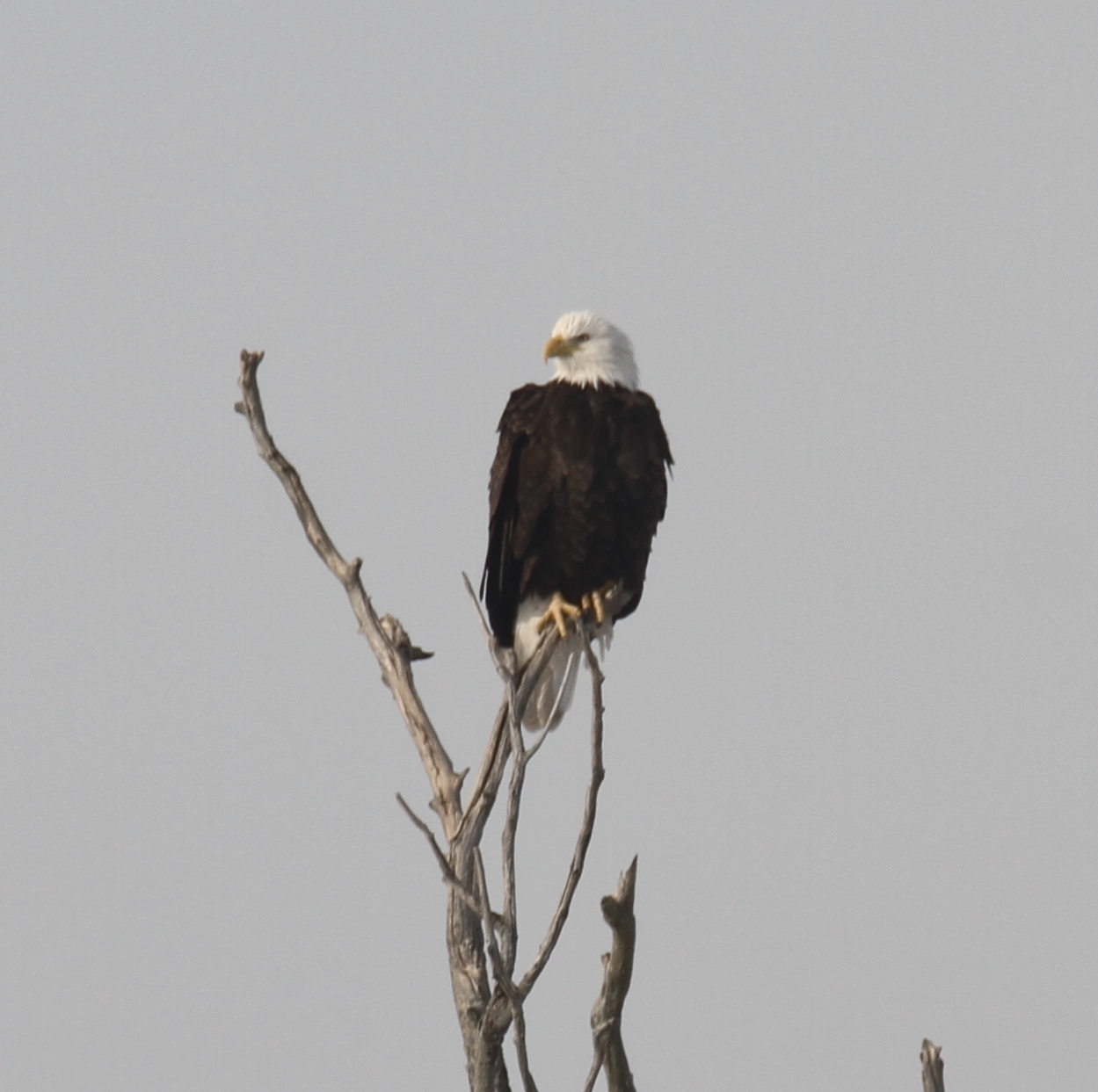 Bald Eagle Finally Official National Bird – Good Morning Gloucester