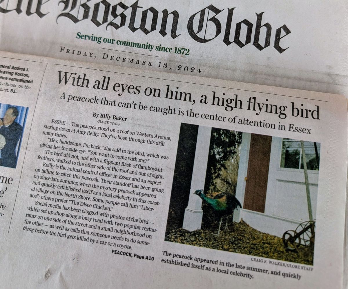 What a hoot-as in the Peacock and the Officer! Billy Baker at The Farm ...