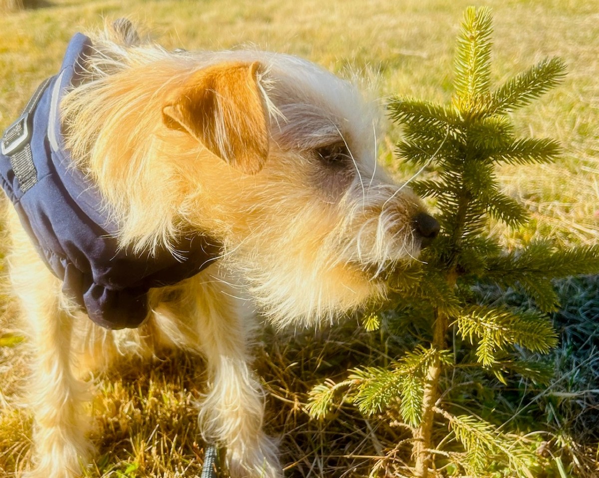 Mako Found His Perfect Christmas Tree – Good Morning Gloucester