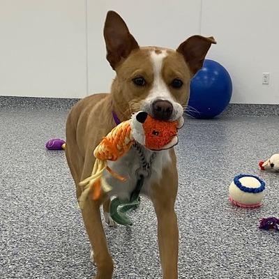 http://capeannanimalaid.org/Meet Georgia – Good Morning Gloucester