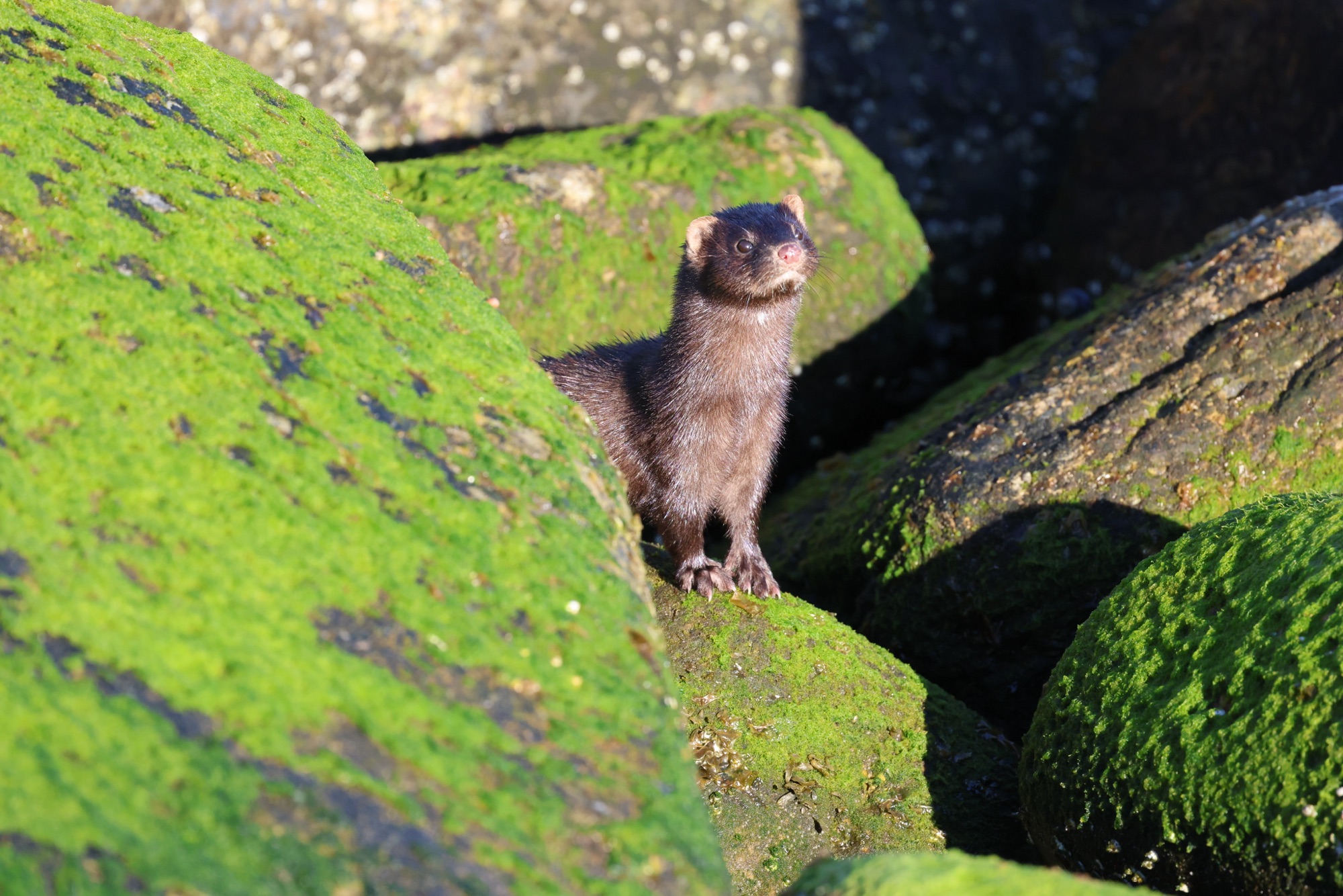 Halibut State Park Weasel Photos from Eric Swanson – Good Morning ...