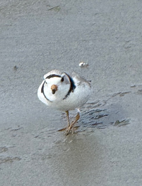 Bill Funk Has A Funny Take On The Good Harbor Beach Plovers – Good ...