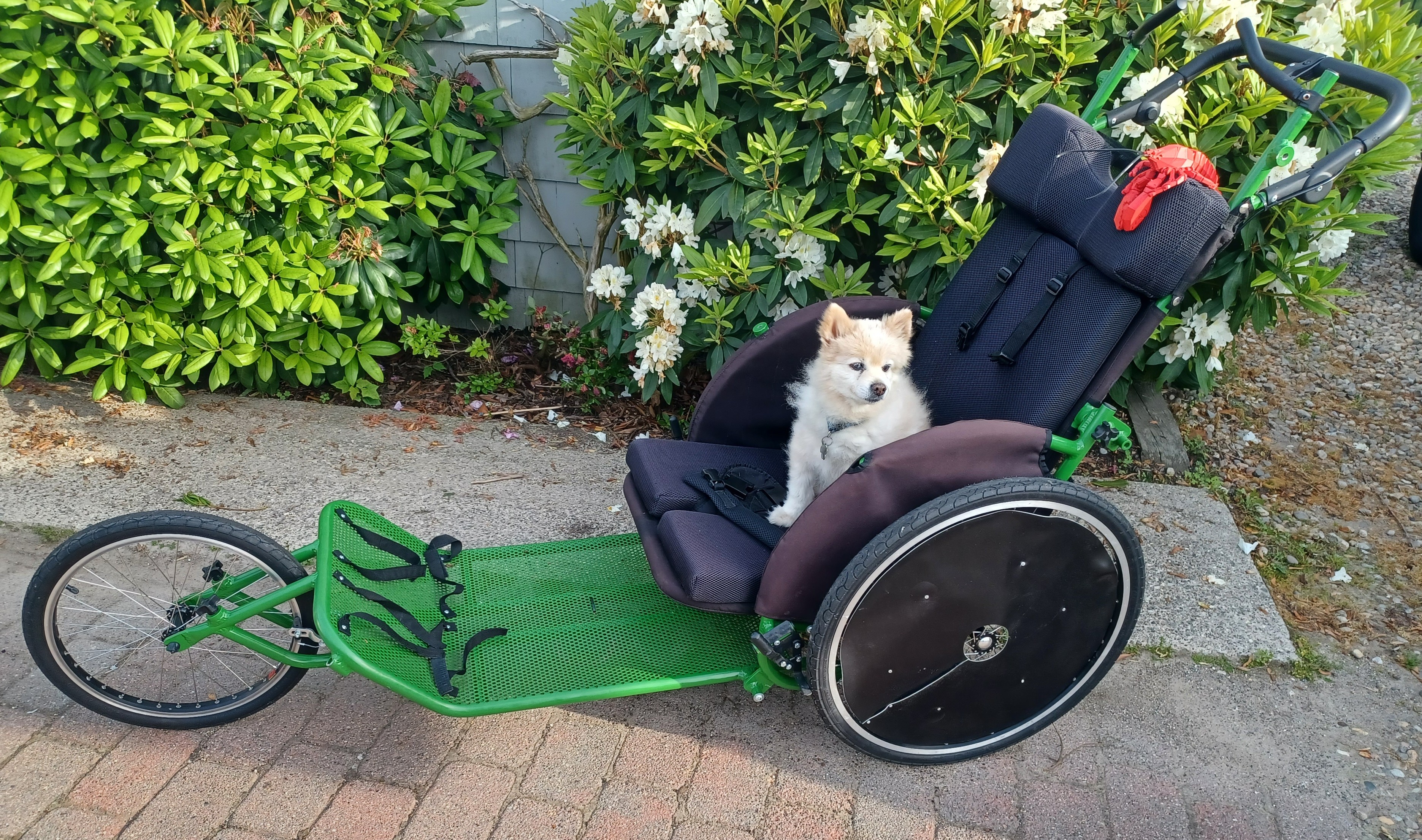 Sunny (of last summer’s GMG boat-dog fame) is looking for a riding ...