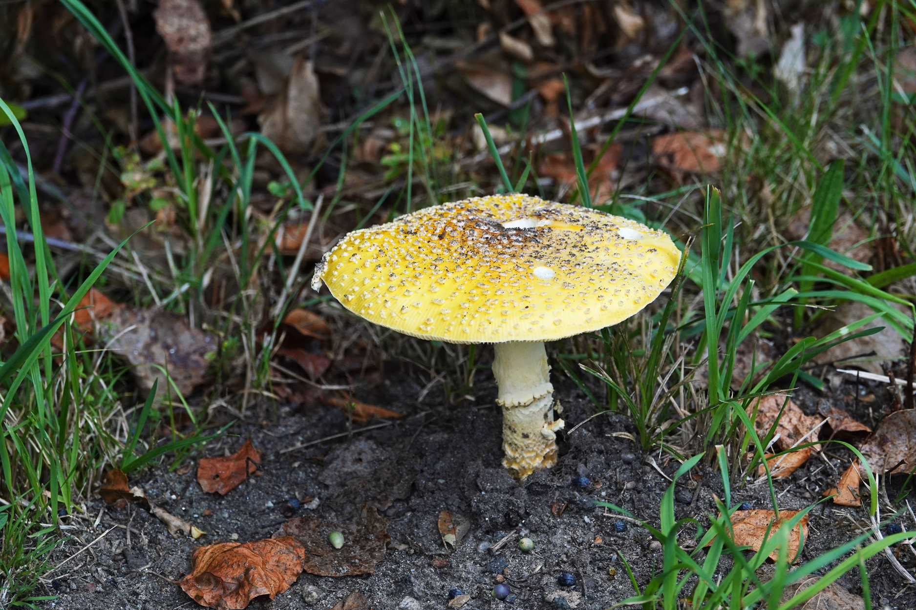 Flora and Fauna — pat morss – Good Morning Gloucester