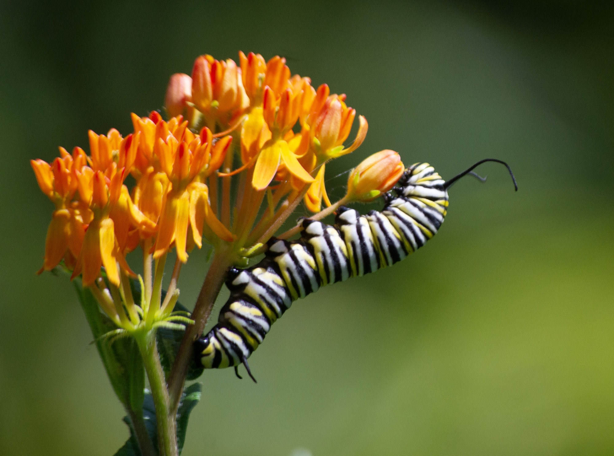 Munching on butterfly weed – Good Morning Gloucester