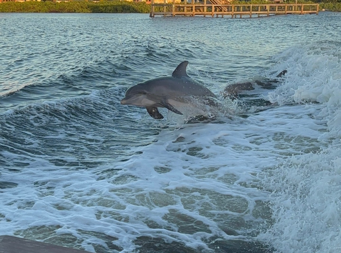Dolphin Escort – Good Morning Gloucester