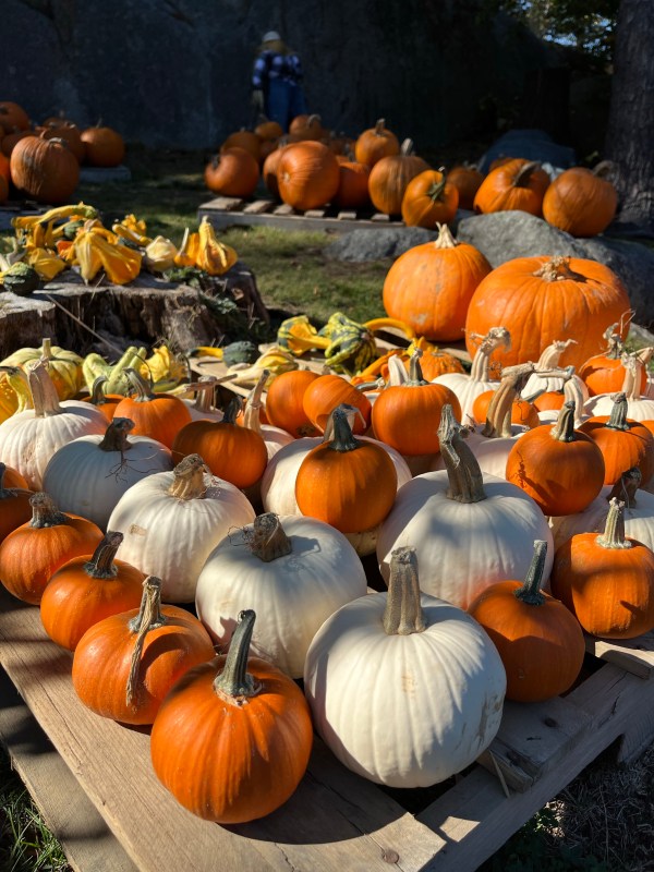 An Ocean Of Pumpkins In West Gloucester – Good Morning Gloucester