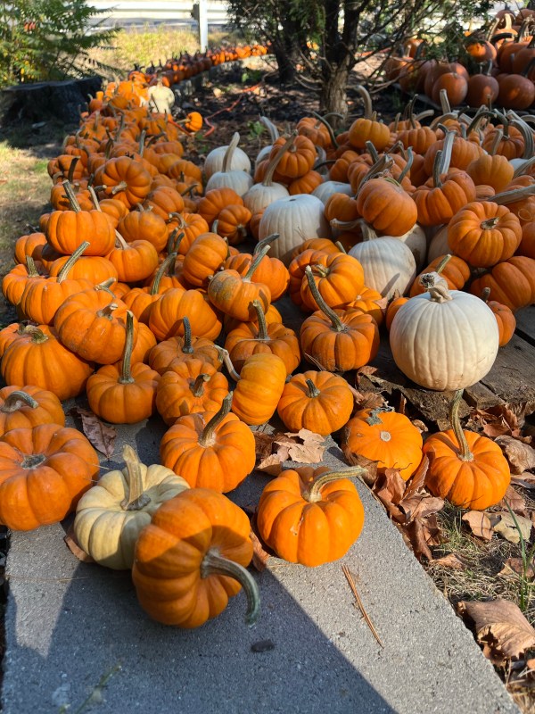 An Ocean Of Pumpkins In West Gloucester – Good Morning Gloucester