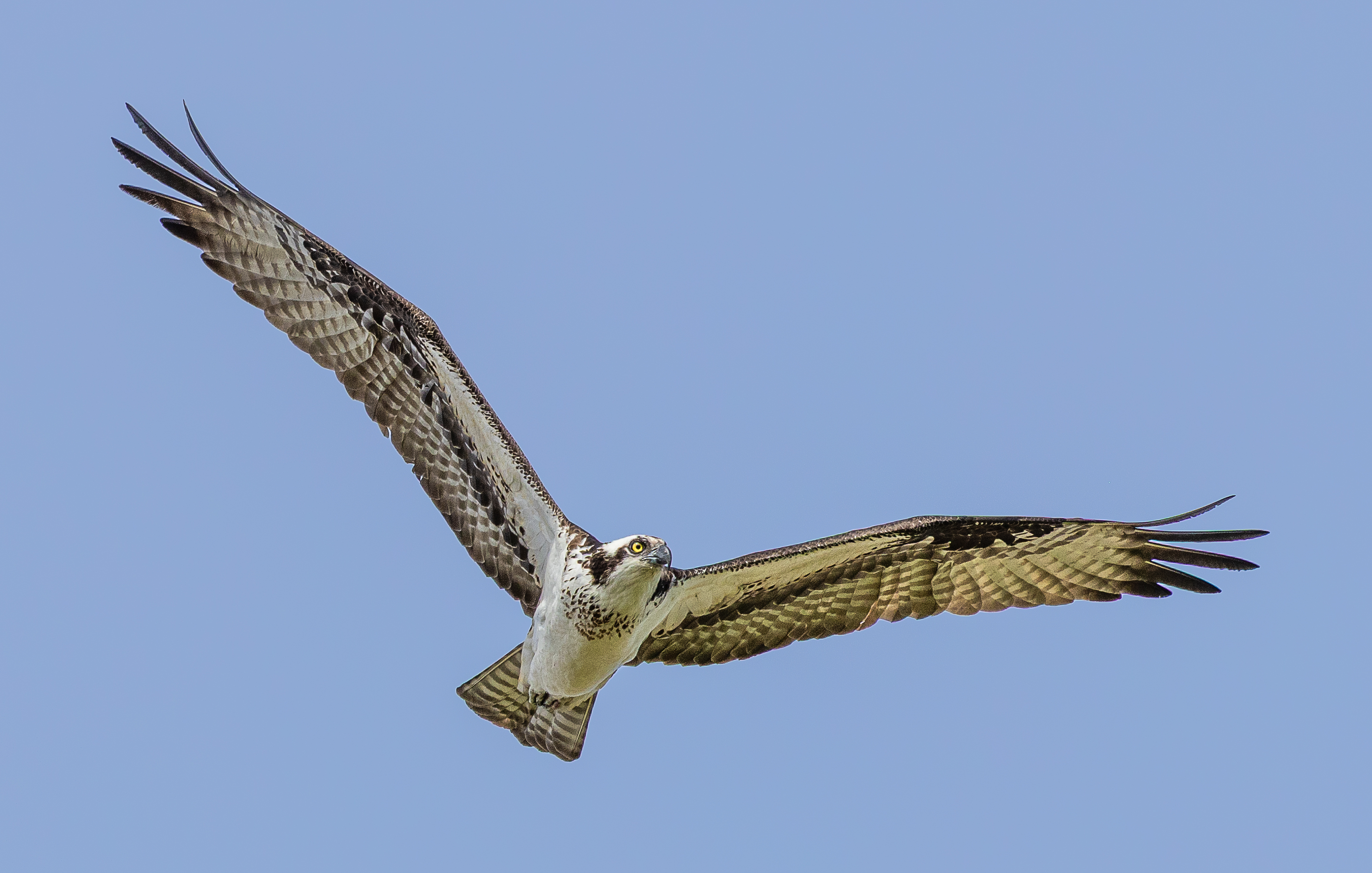 Osprey Population Shows Continued Growth North of Boston – Good Morning ...