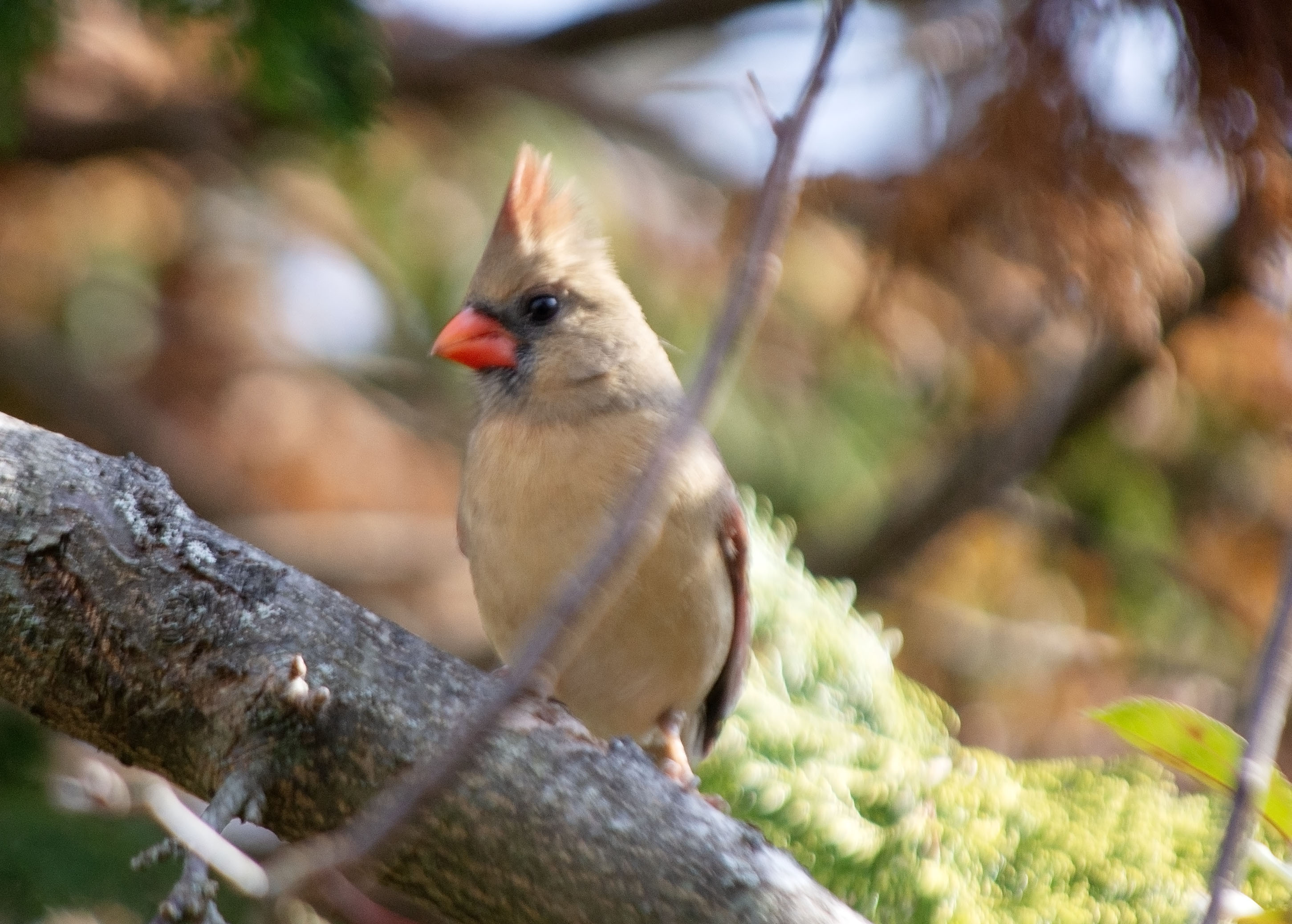 Lady cardinal stopped by wearing lipstick and a nice red hat – Good ...