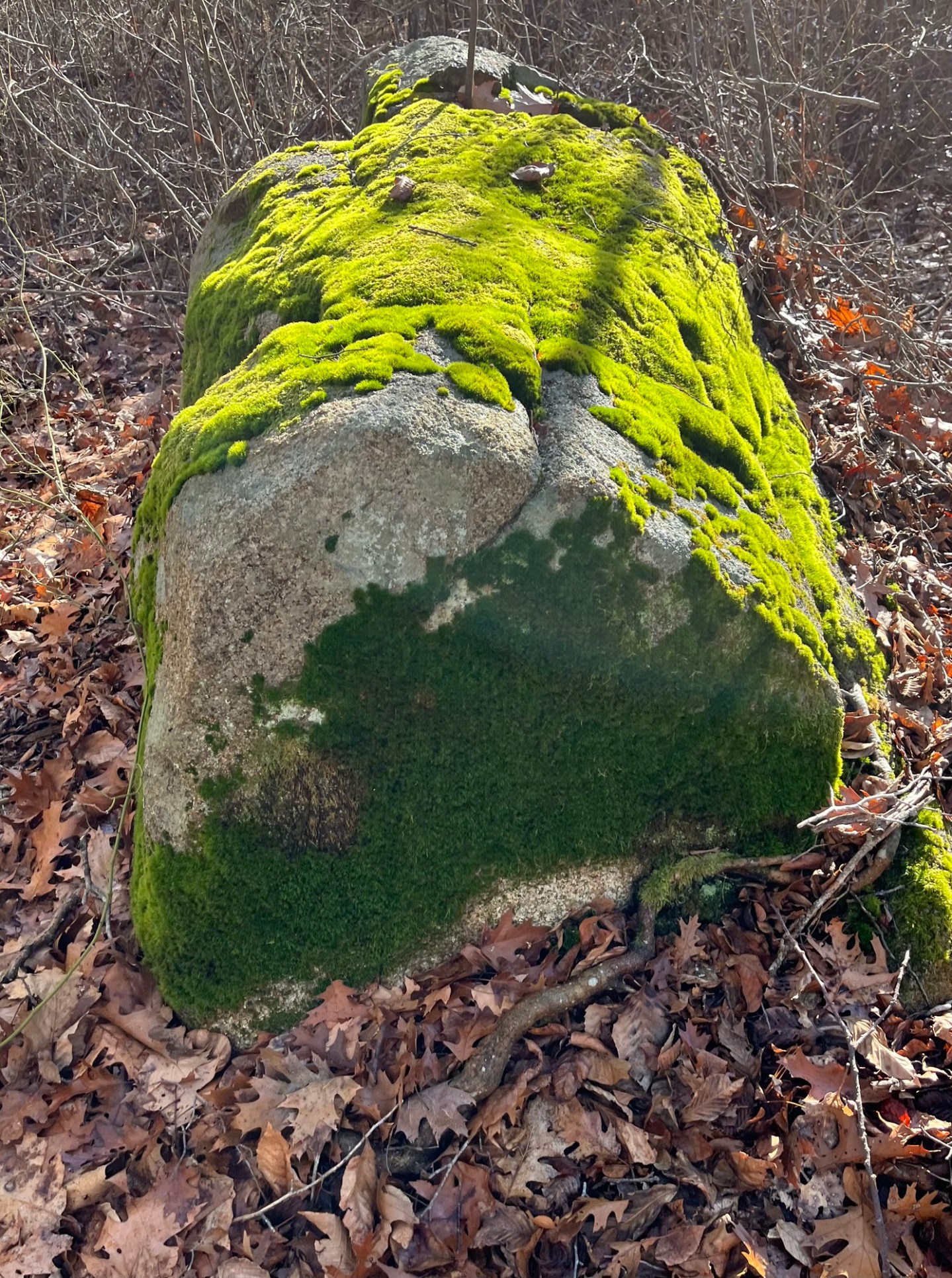 Mossy Blanket – Good Morning Gloucester
