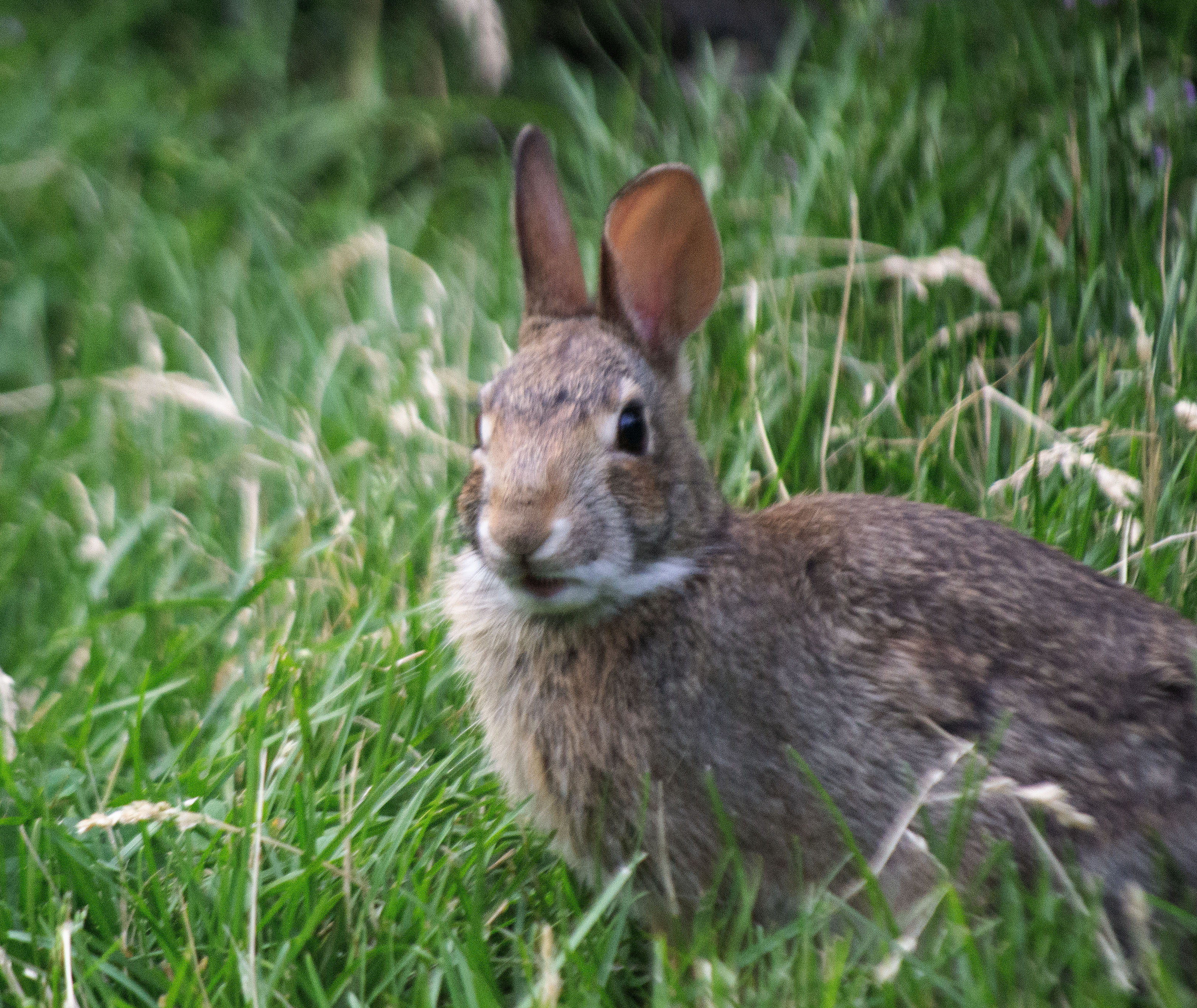 My backyard bunny – Good Morning Gloucester