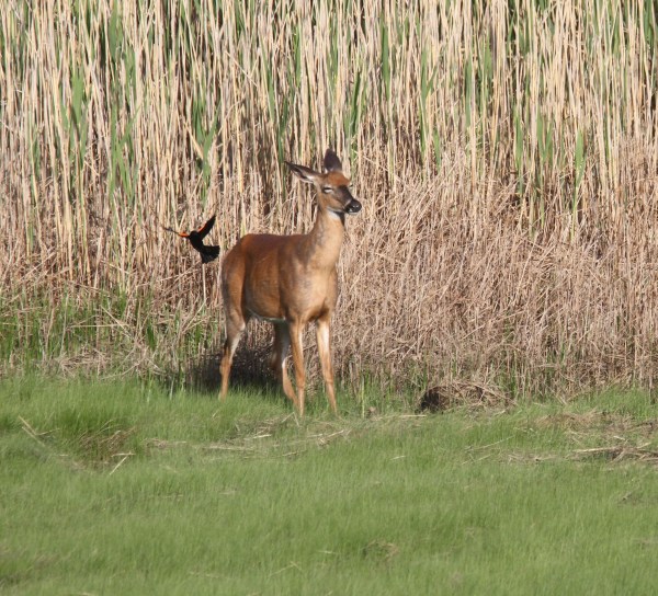 Backyard Visit From Doe and Fawn – Good Morning Gloucester