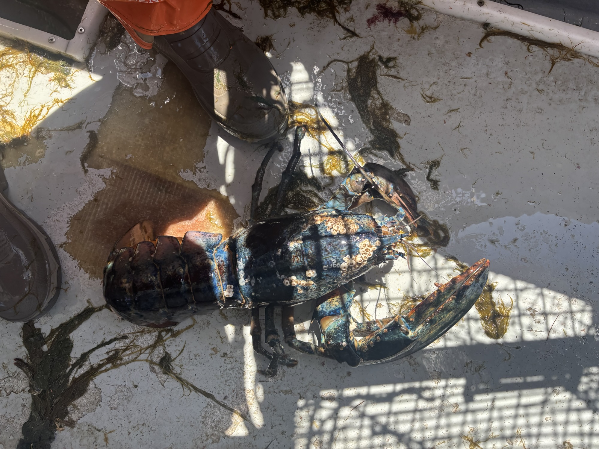 Mike Tupper Captain of the F/V Fremantle Doctor just caught a 9 lb Blue ...