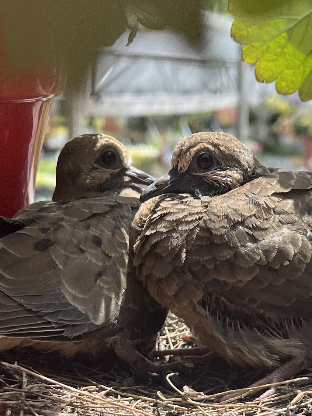 Fledglings – Good Morning Gloucester