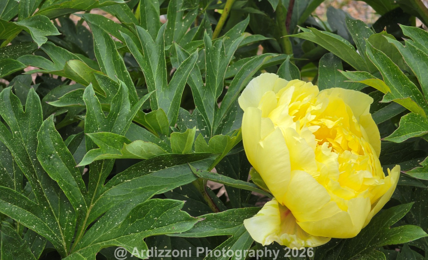 Yellow Peonies – Good Morning Gloucester
