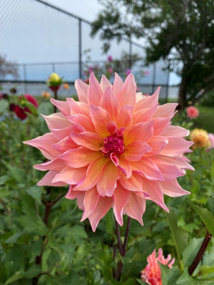 Dahlia Tuber and Plant Sale – Good Morning Gloucester